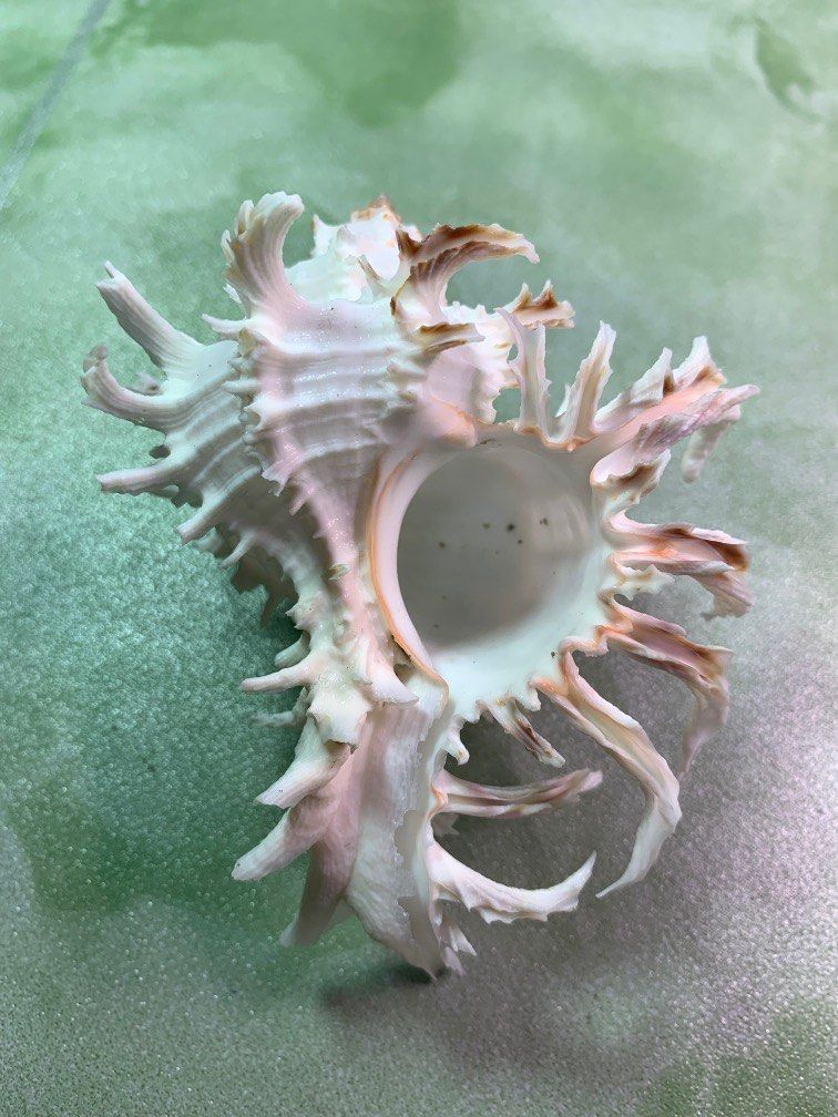 Murex spiny seashell, Hobbies & Toys, Memorabilia & Collectibles ...