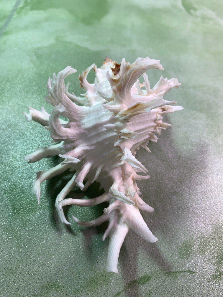 Murex spiny seashell, Hobbies & Toys, Memorabilia & Collectibles ...