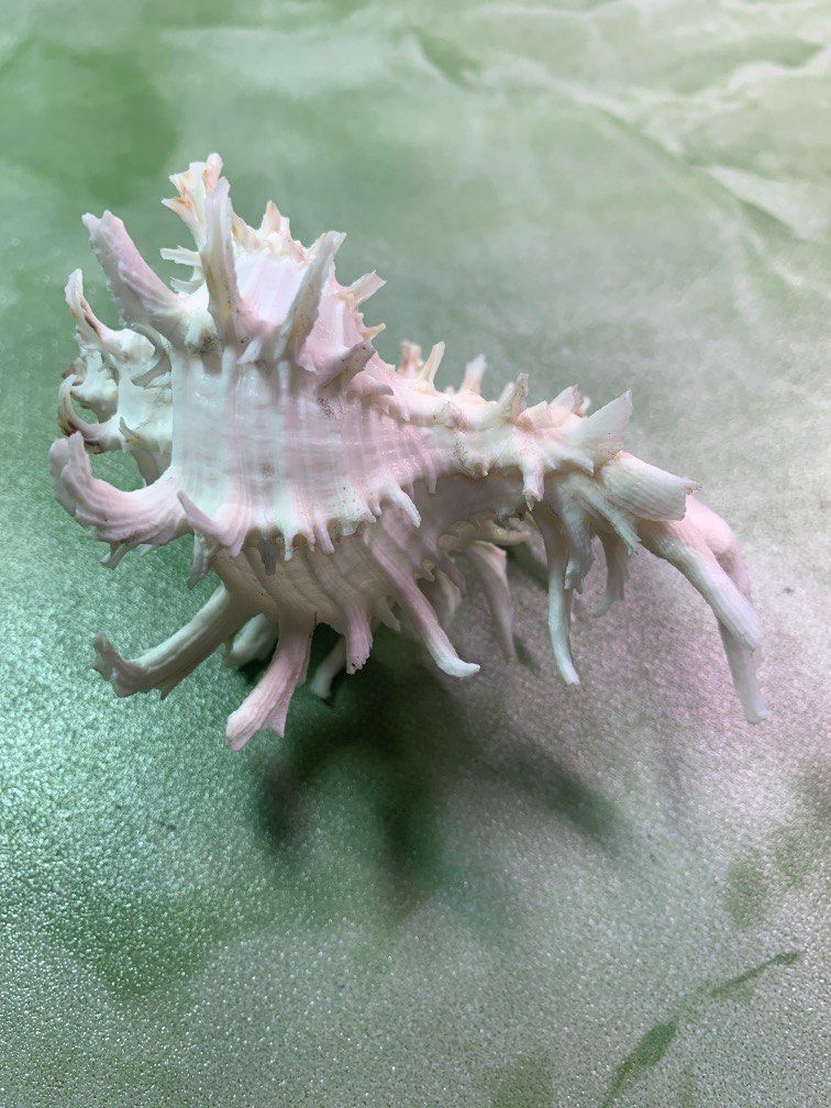Murex spiny seashell, Hobbies & Toys, Memorabilia & Collectibles ...