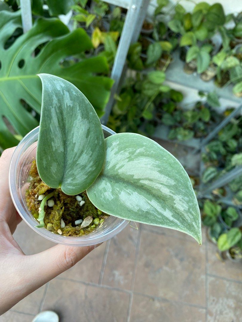 Scindapsus SP Curlew, Furniture & Home Living, Gardening, Plants ...