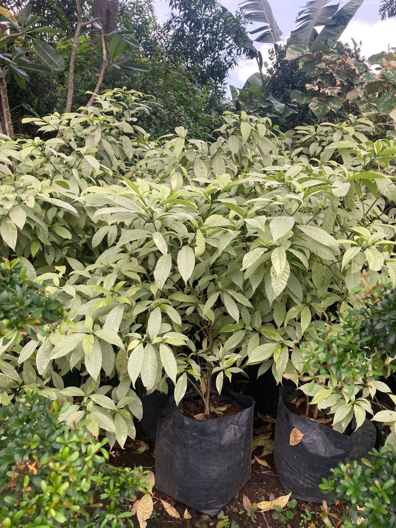 Silver pandakaki, Furniture & Home Living, Gardening, Plants & Seeds on ...