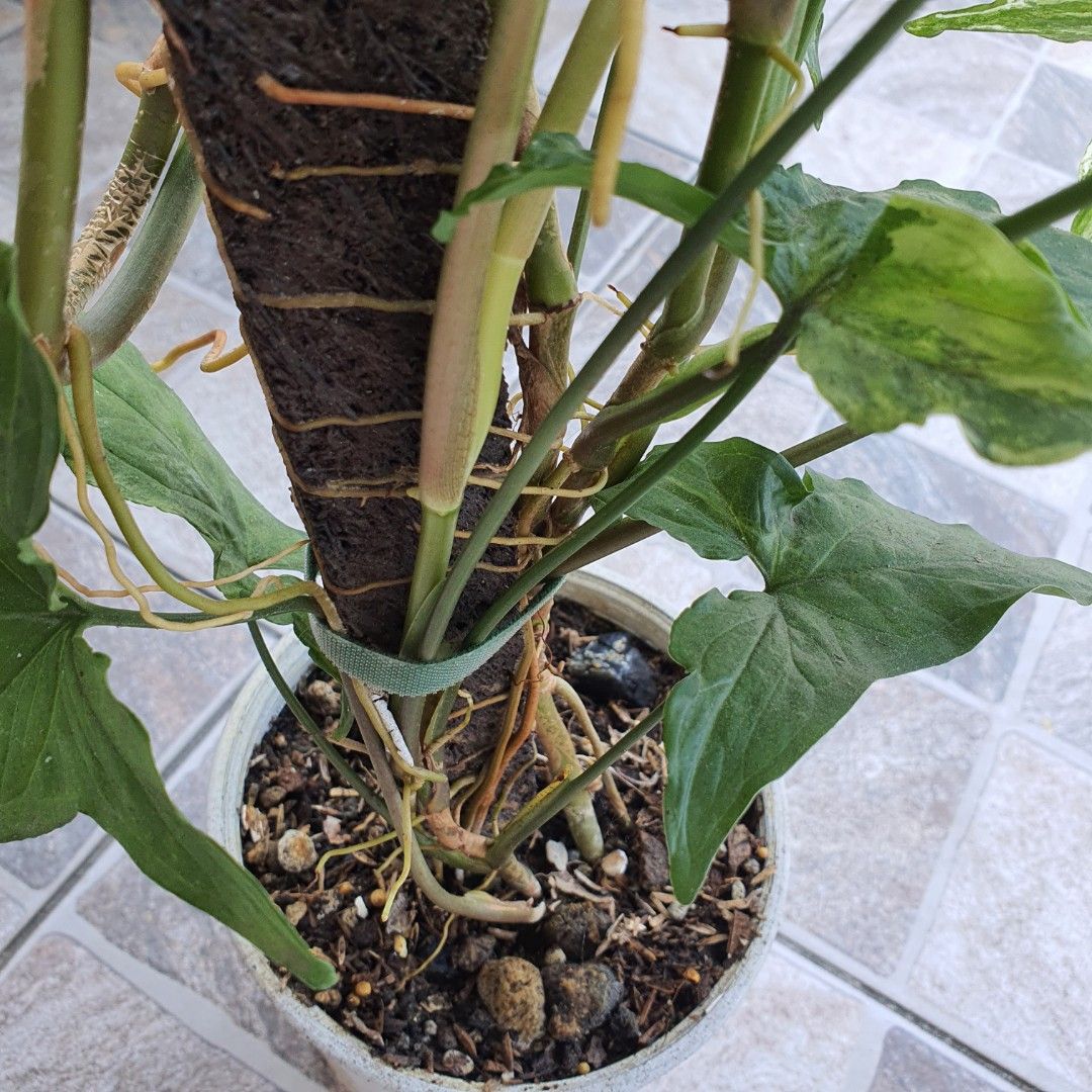 Syngonium Albo Trailing, Furniture & Home Living, Gardening, Plants ...