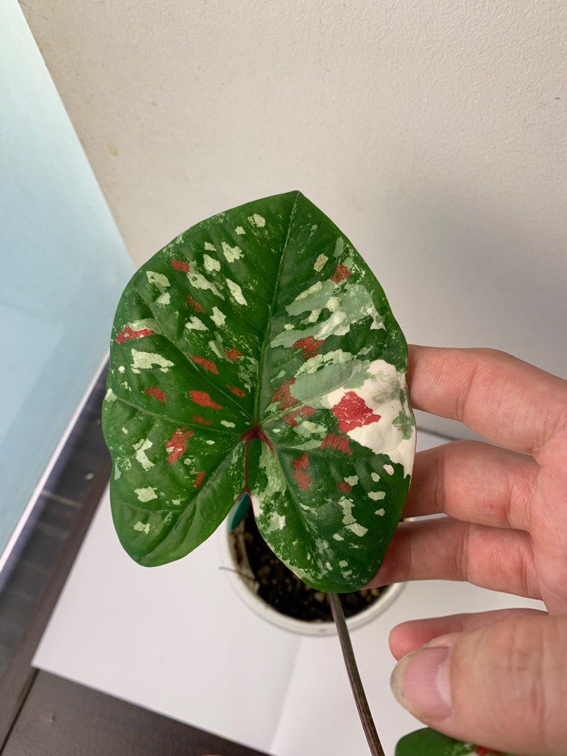 Thai caladium - Koh Kret City, Furniture & Home Living, Gardening ...