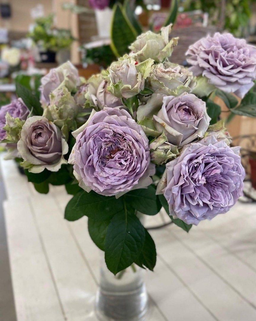 Varieties of roses plants for pre-order, Furniture & Home Living ...