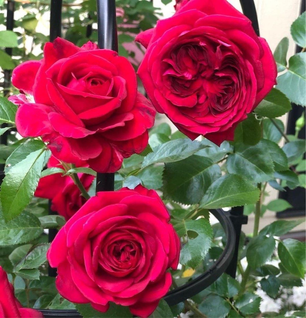 Varieties of roses plants for pre-order, Furniture & Home Living ...
