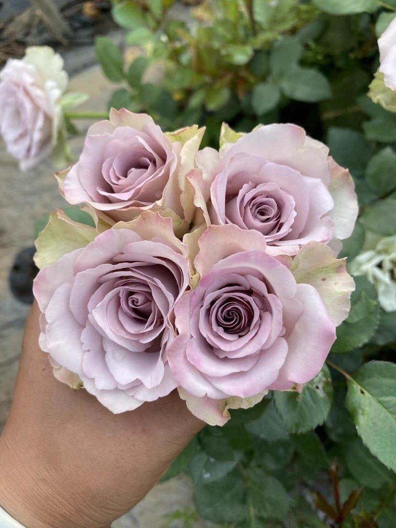 Varieties of roses plants for pre-order, Furniture & Home Living ...