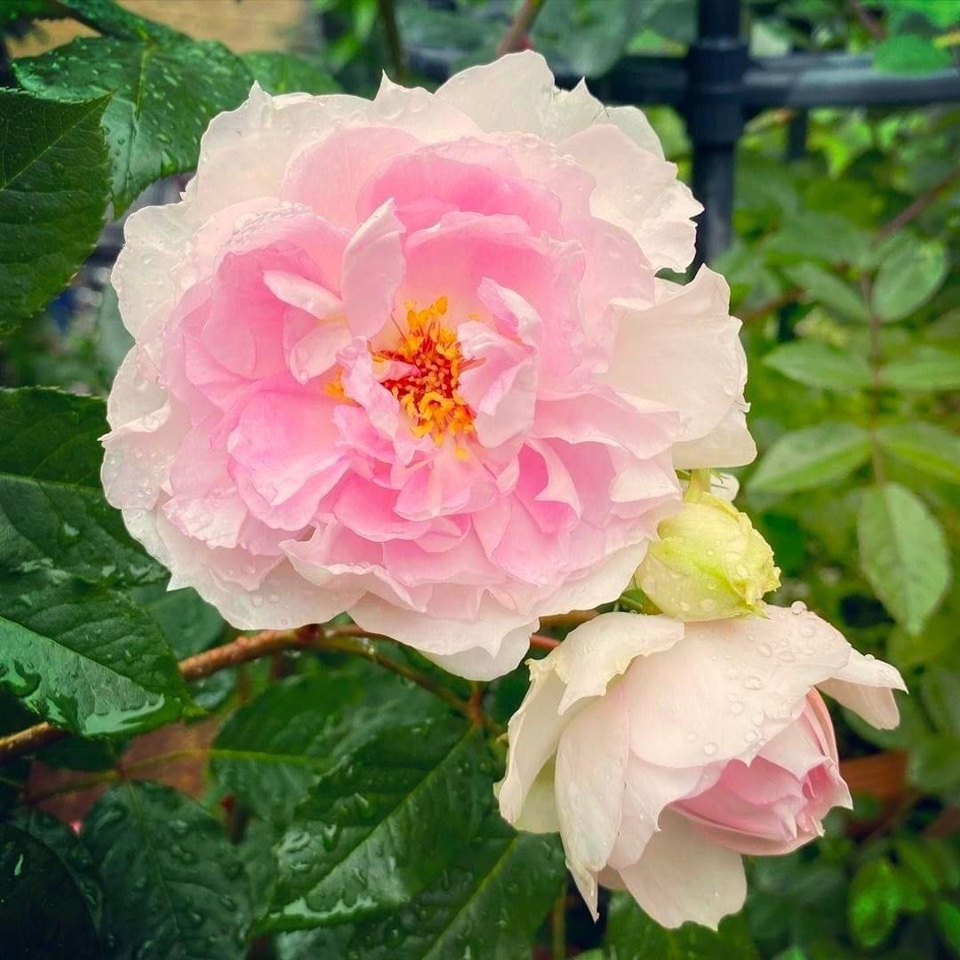 Varieties of roses plants for pre-order, Furniture & Home Living ...