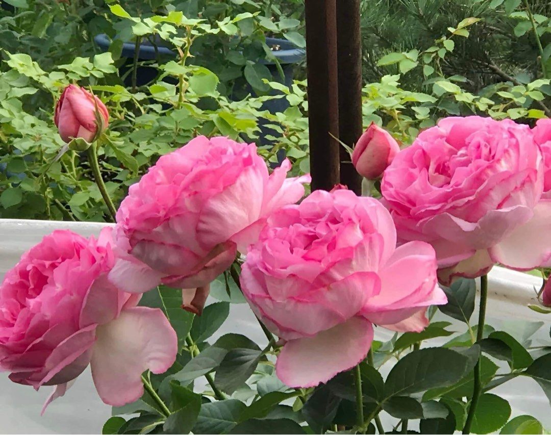 Varieties of roses plants for pre-order, Furniture & Home Living ...
