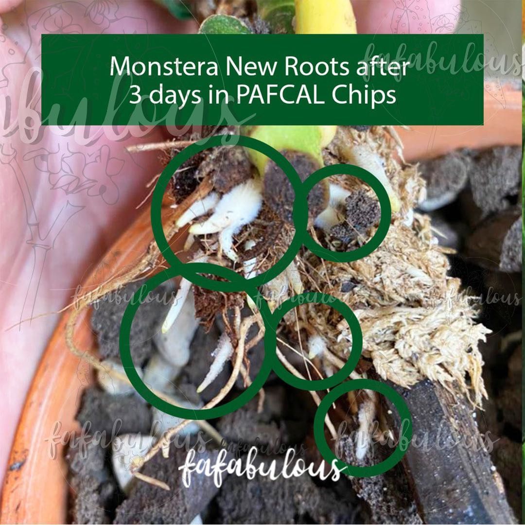 3KG PAFCAL Chips - Authentic Midorie Soil-less Medium - Imported from ...