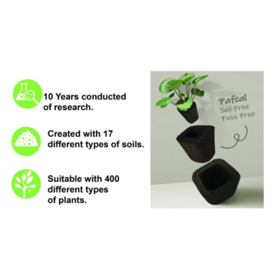 3KG PAFCAL Chips - Authentic Midorie Soil-less Medium - Imported from ...