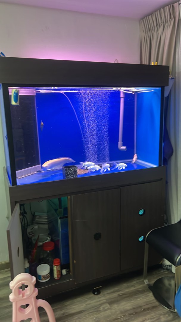 Fish tank, Pet Supplies, Homes & Other Pet Accessories on Carousell