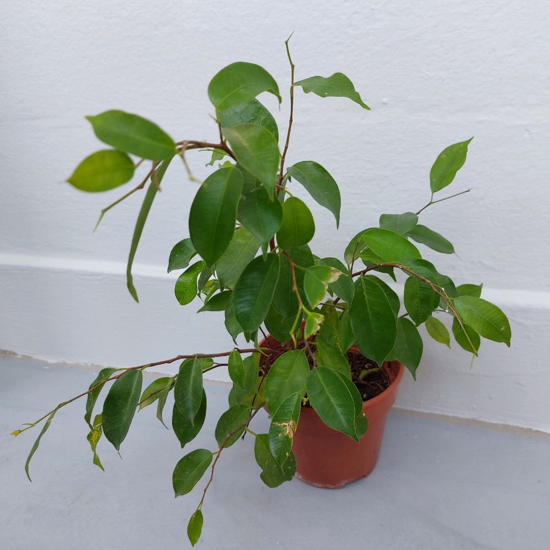 Indian Laurel - Ficus Retusa, Furniture & Home Living, Gardening ...