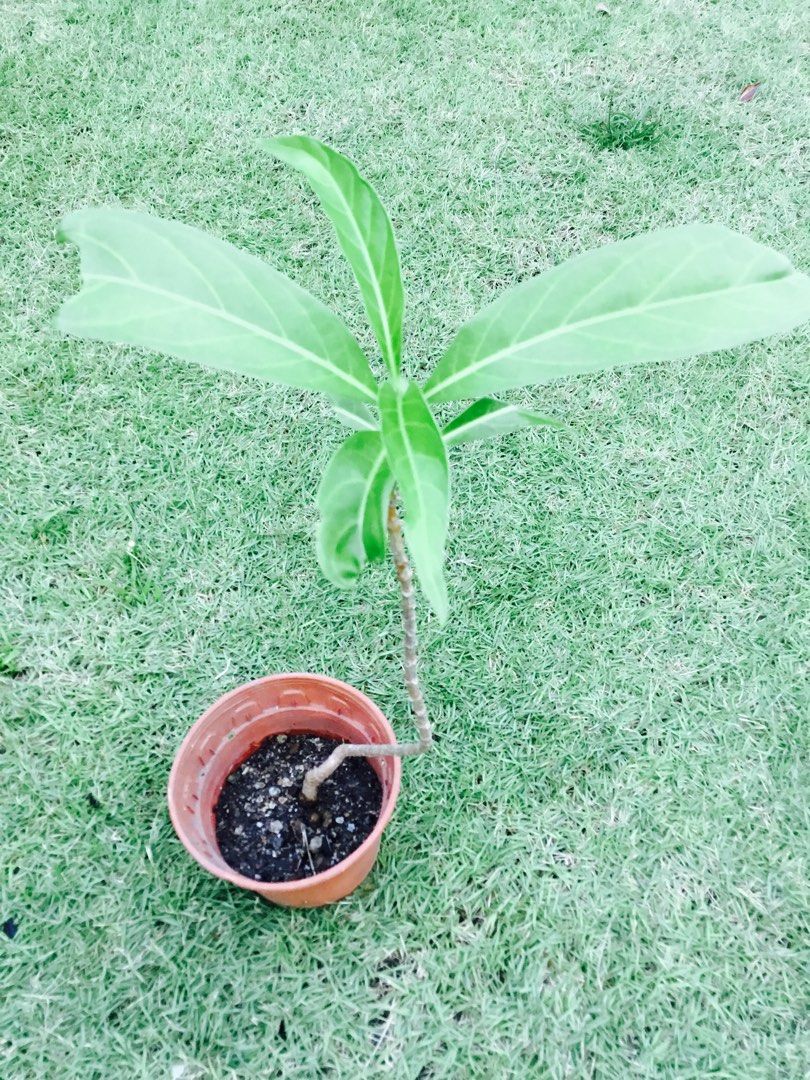 Nono Plant Cheese Plant Chemical-free Homegrown Potted, Furniture ...