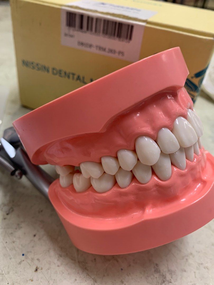 Original Nissin Typodont, Health & Nutrition, Medical Supplies & Tools ...