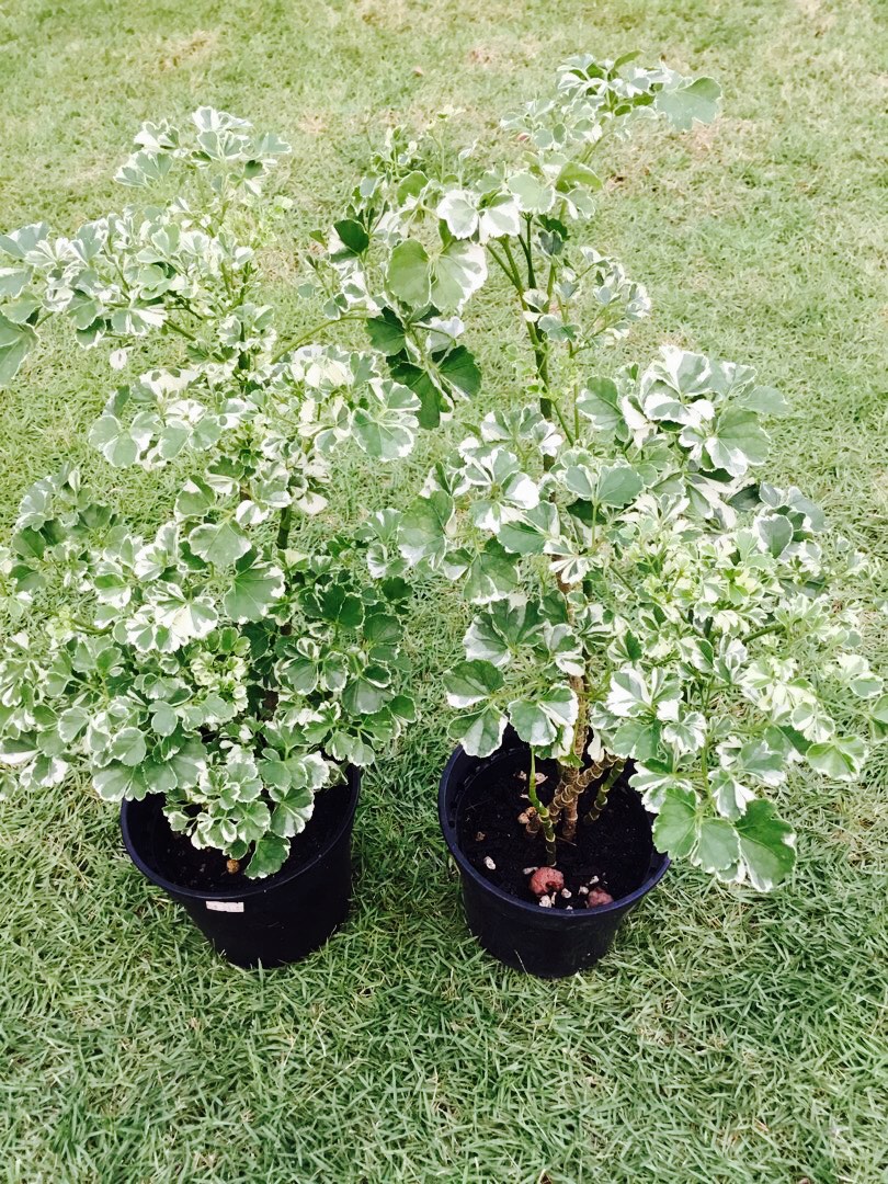 Polyscias Guilfoylei, Geranium-Leaf Aralia Variegated Homegrown Potted ...