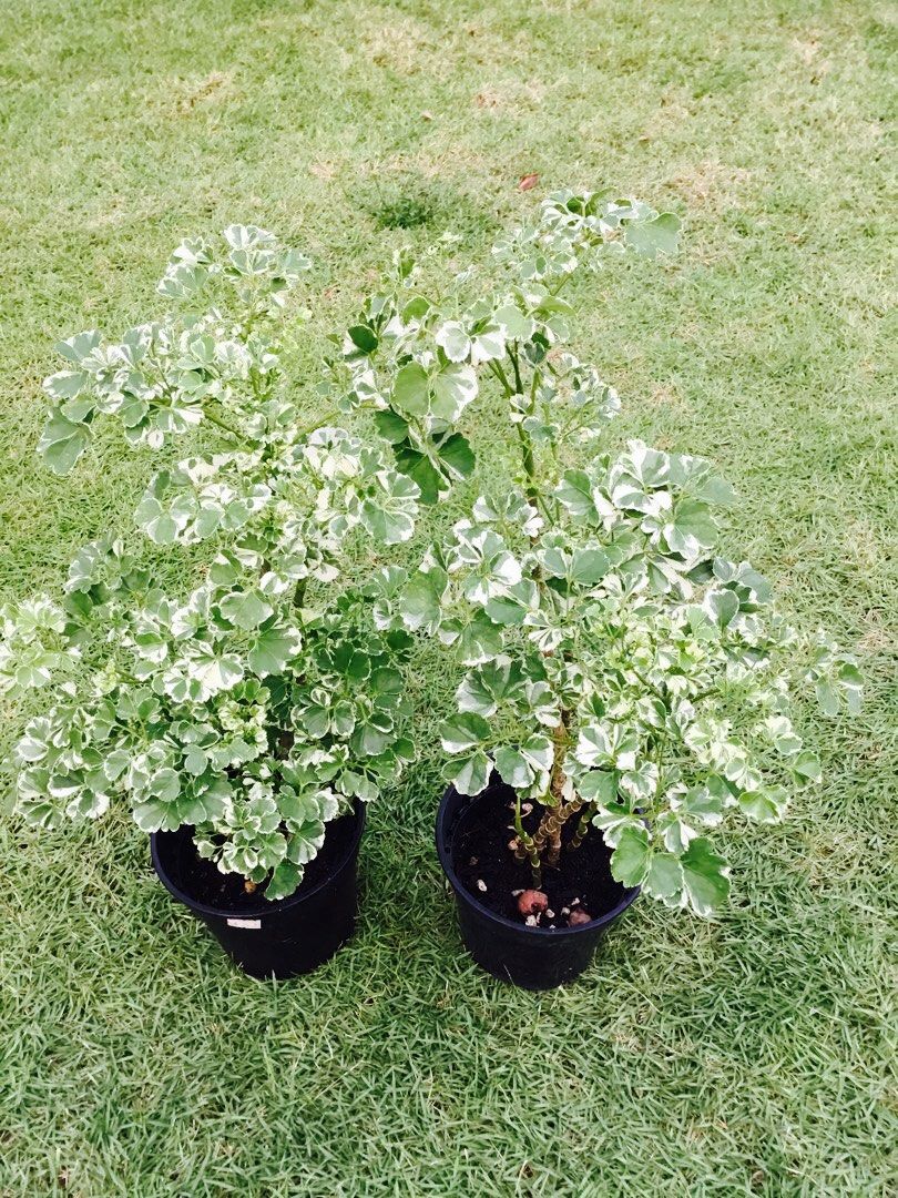 Polyscias Guilfoylei, Geranium-Leaf Aralia Variegated Homegrown Potted ...