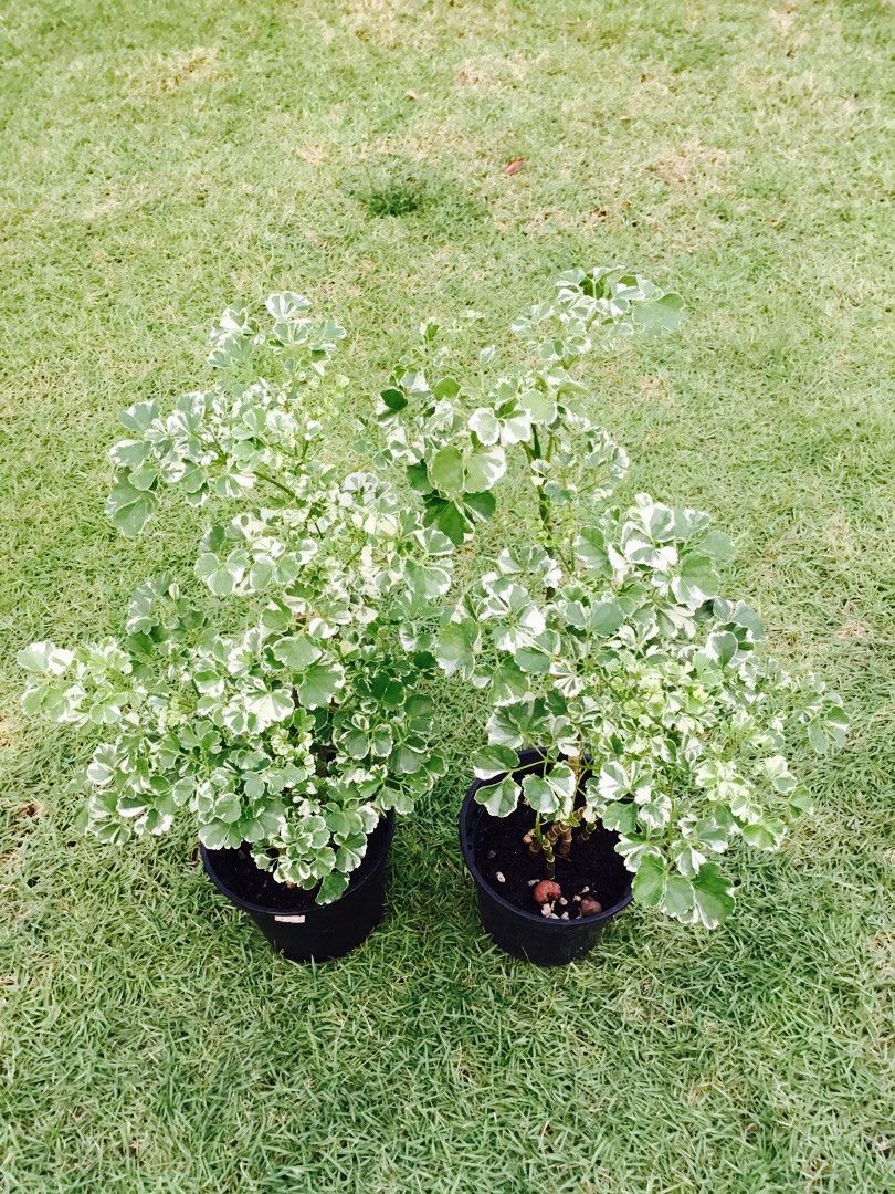 Polyscias Guilfoylei, Geranium-Leaf Aralia Variegated Homegrown Potted ...