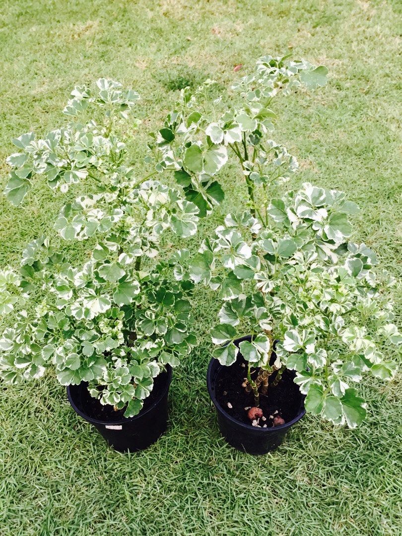 Polyscias Guilfoylei, Geranium-Leaf Aralia Variegated Homegrown Potted ...