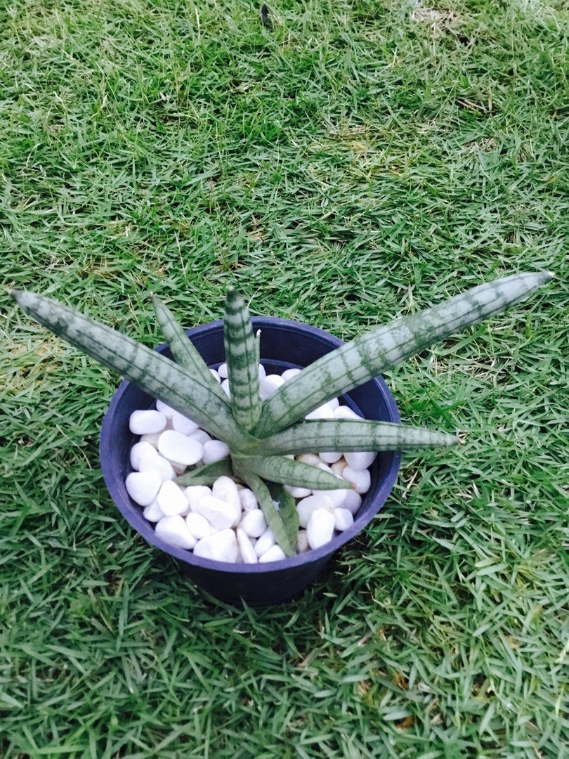 Sansevieria Cylindrica Boncel Variegated Patula Snake Plant Homegrown ...