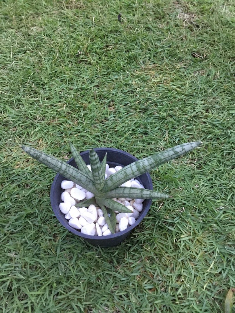 Sansevieria Cylindrica Boncel Variegated Patula Snake Plant Homegrown ...