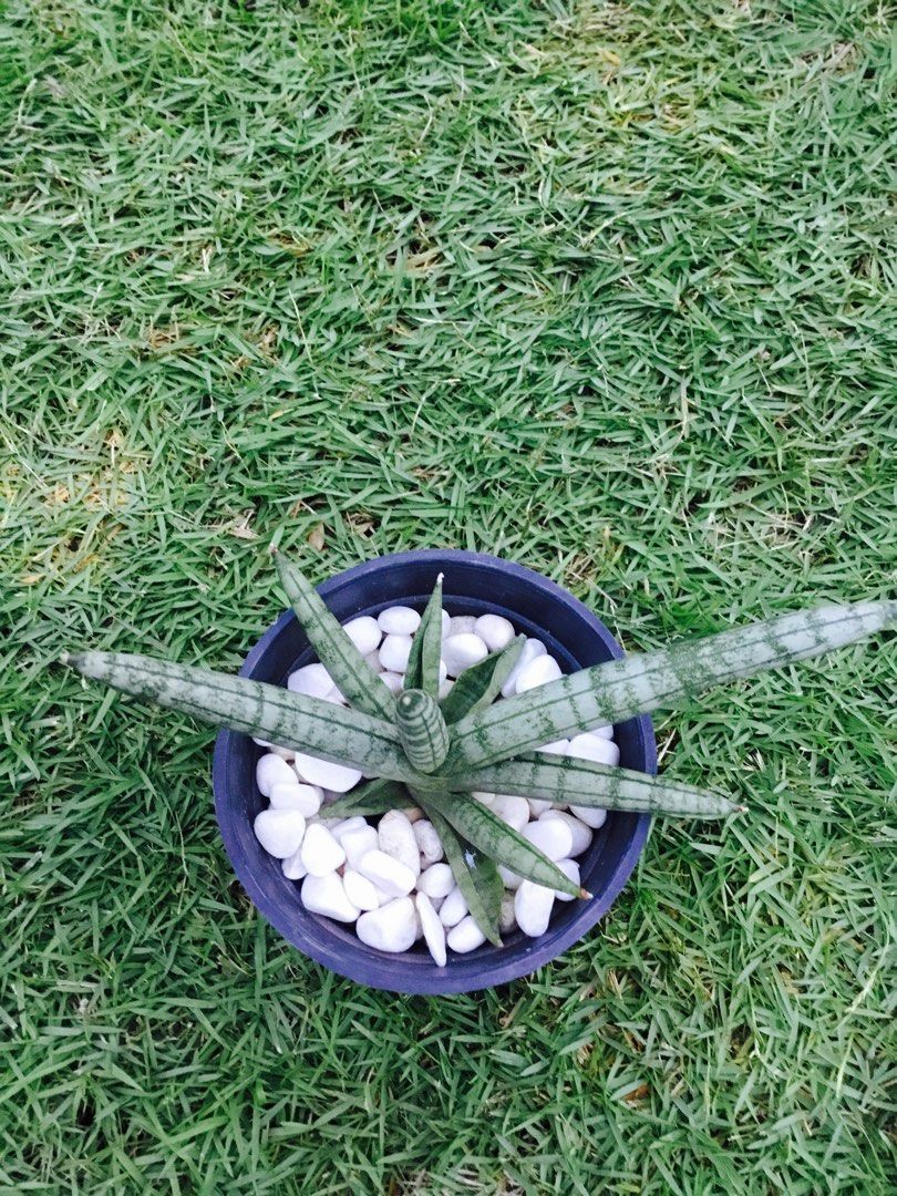 Sansevieria Cylindrica Boncel Variegated Patula Snake Plant Homegrown ...