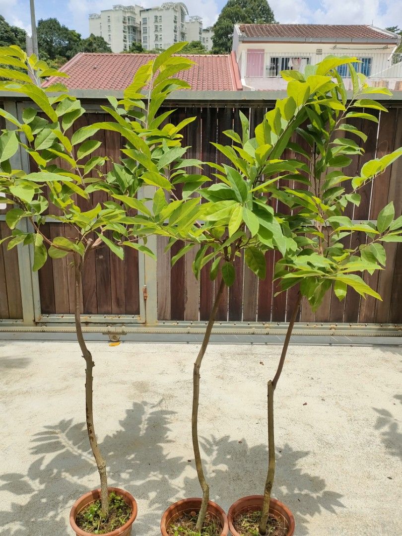 Taiwan Rose Red custard apple, Furniture & Home Living, Gardening ...