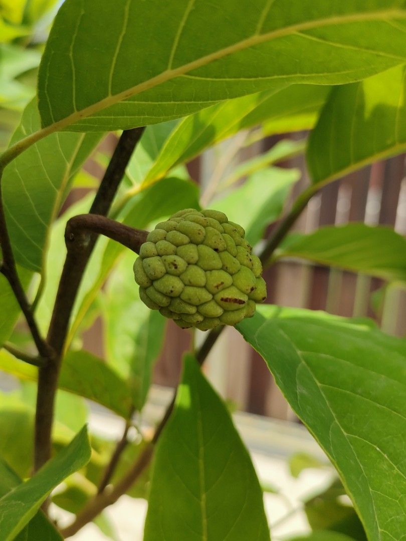 Taiwan Rose Red custard apple, Furniture & Home Living, Gardening ...