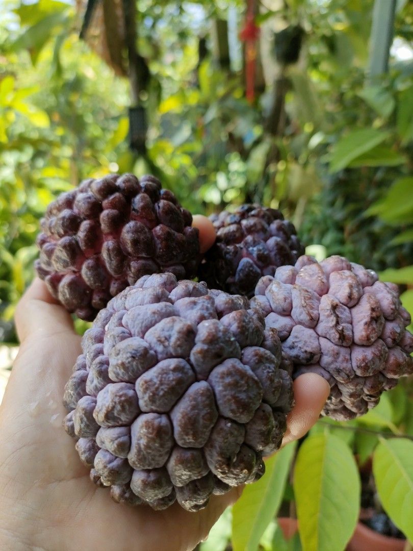 Taiwan Rose Red custard apple, Furniture & Home Living, Gardening ...