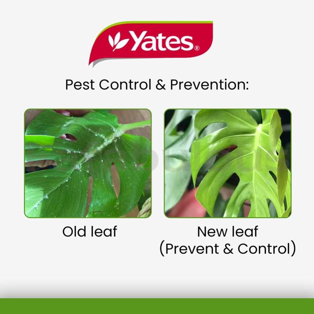 Yates - Organic Pesticide - Herbs and Veggie Spray - Prevention and ...