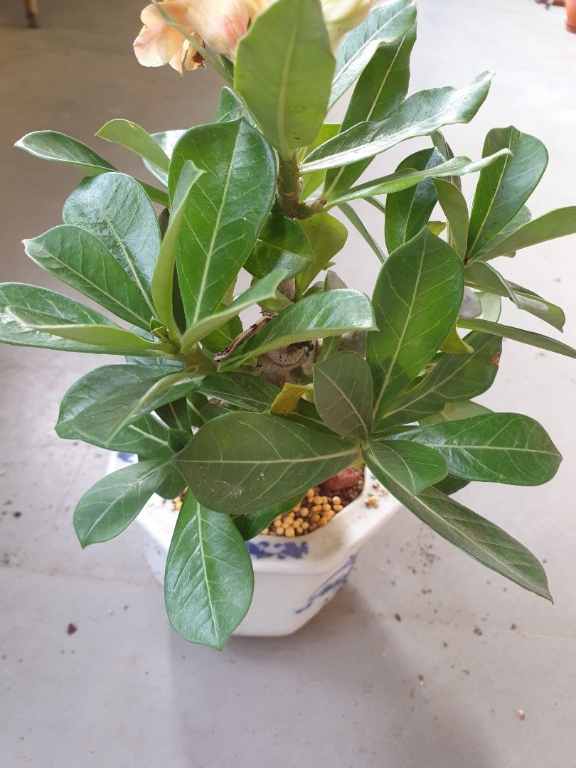 Adenium Orange Bi Colour Rare Colours Pot 12cm Height 15-25cm ...