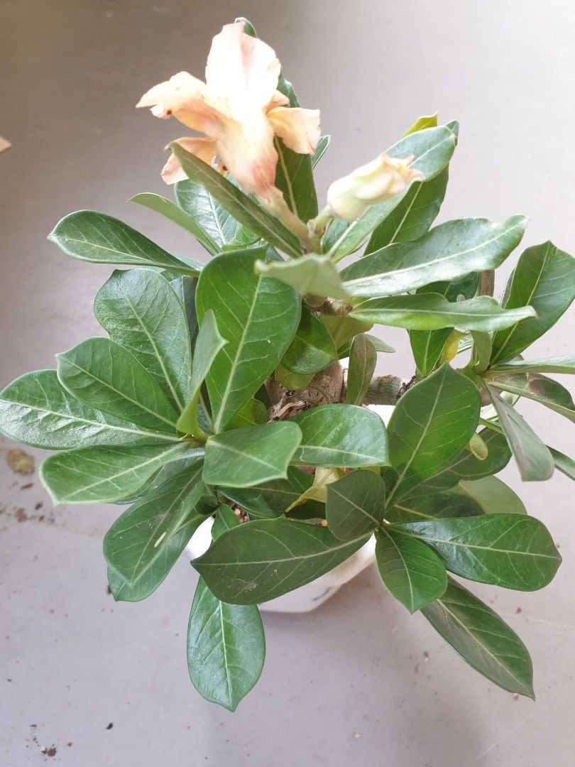 Adenium Orange Bi Colour Rare Colours Pot 12cm Height 15-25cm ...
