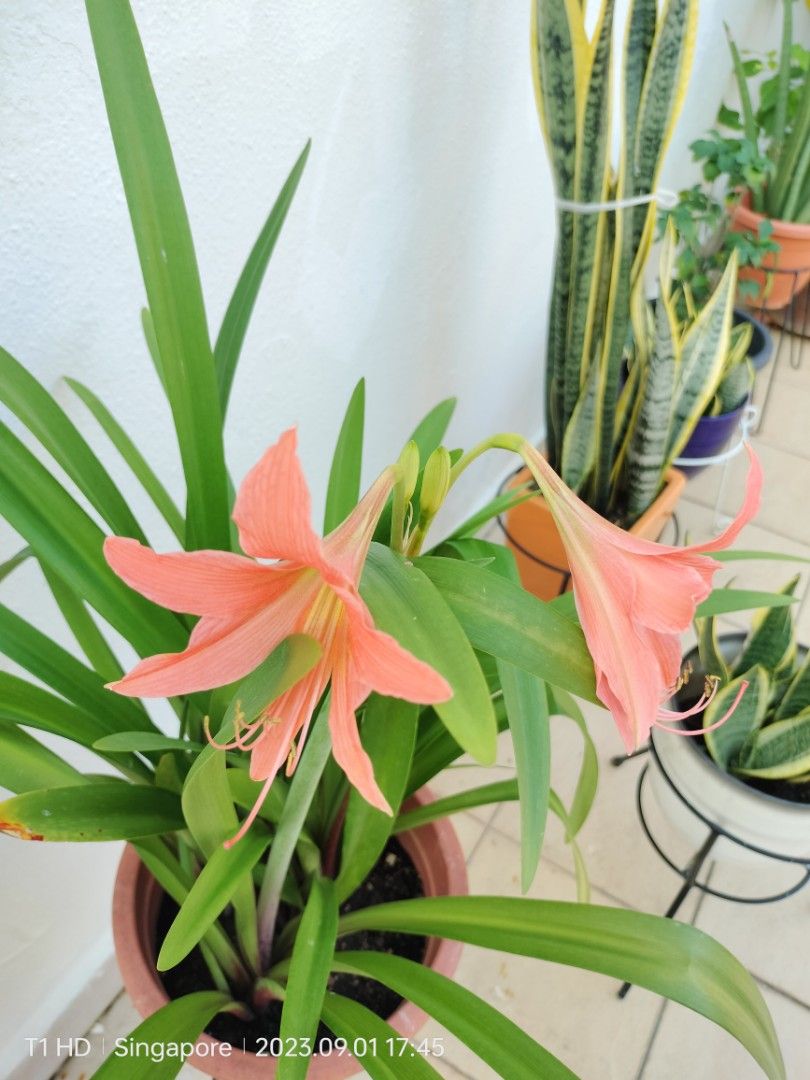 Beautiful Lily Plant, Furniture & Home Living, Gardening, Plants ...