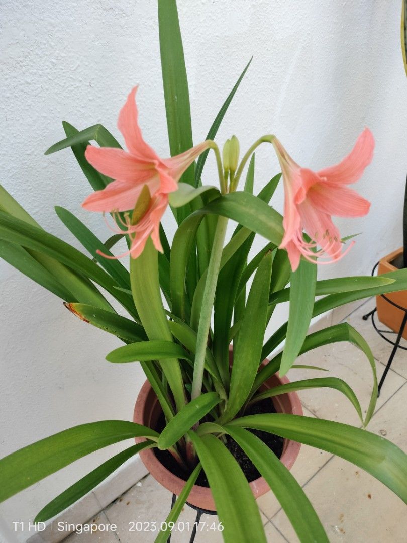 Beautiful Lily Plant, Furniture & Home Living, Gardening, Plants ...