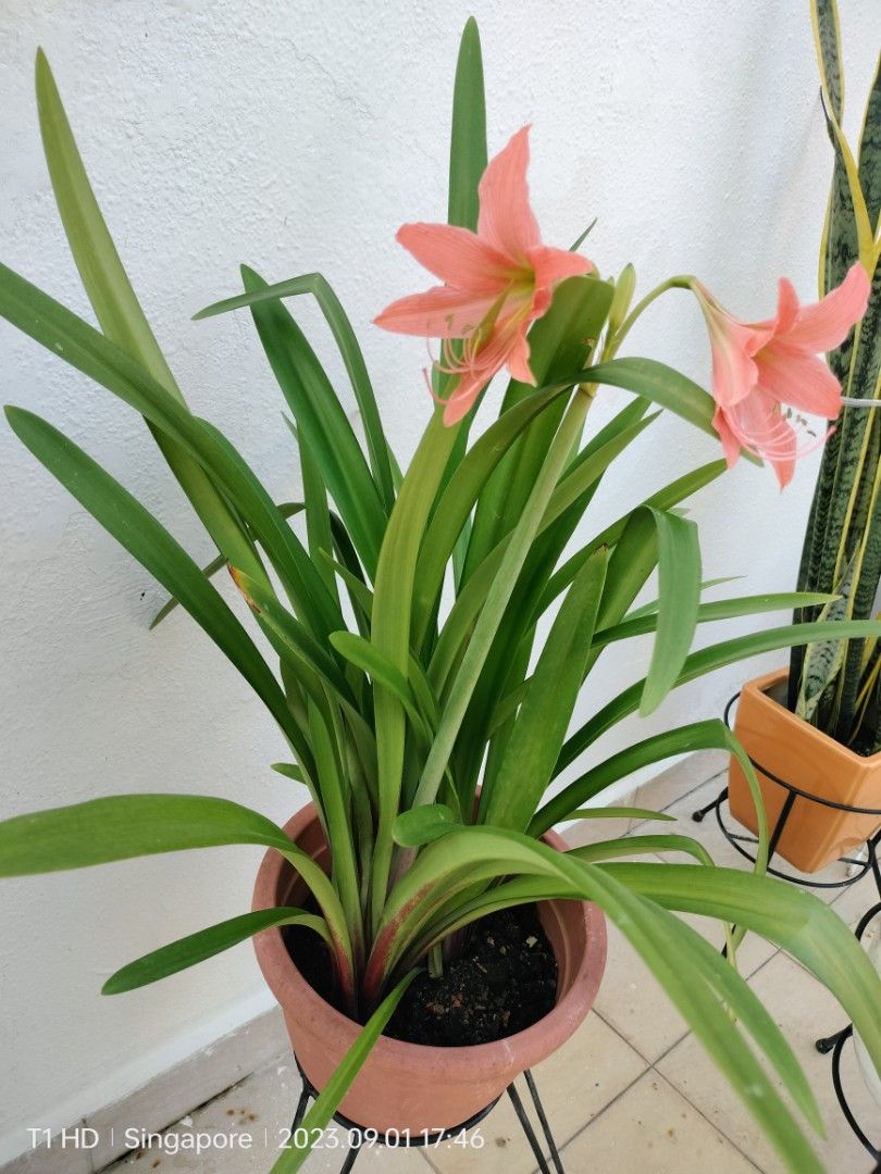 Beautiful Lily Plant, Furniture & Home Living, Gardening, Plants ...