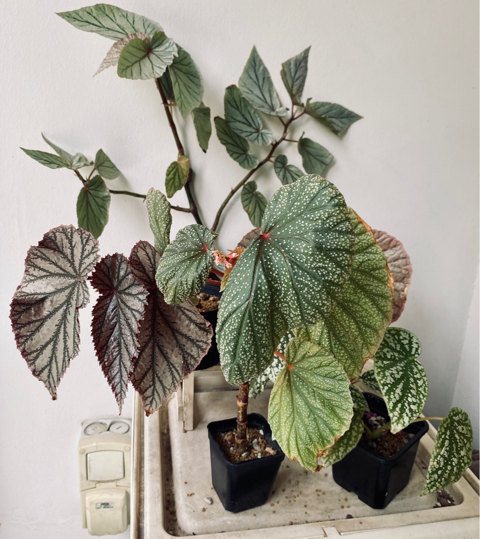 [Bundle of 5] Begonia Aya Snowcap Don Miller Margaritacea Sinbad ...