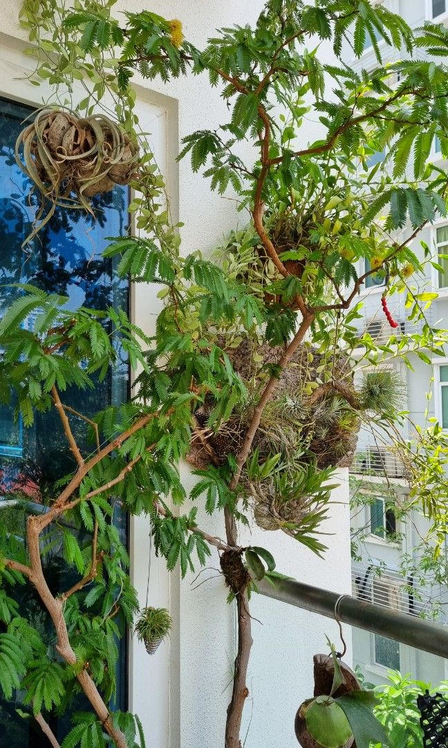 Everfresh tree (pithecellobium confertum) on Carousell