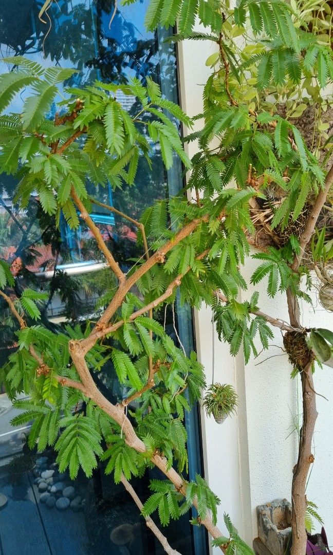 Everfresh tree (pithecellobium confertum) on Carousell