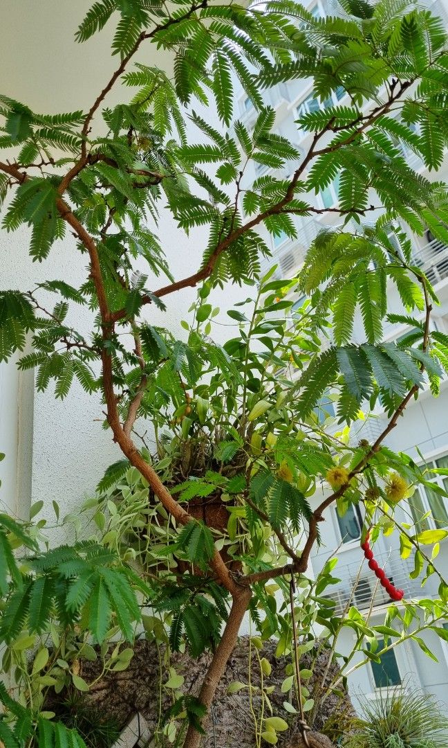 Everfresh tree (pithecellobium confertum) on Carousell