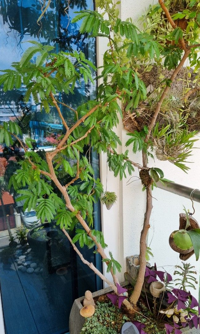 Everfresh tree (pithecellobium confertum) on Carousell