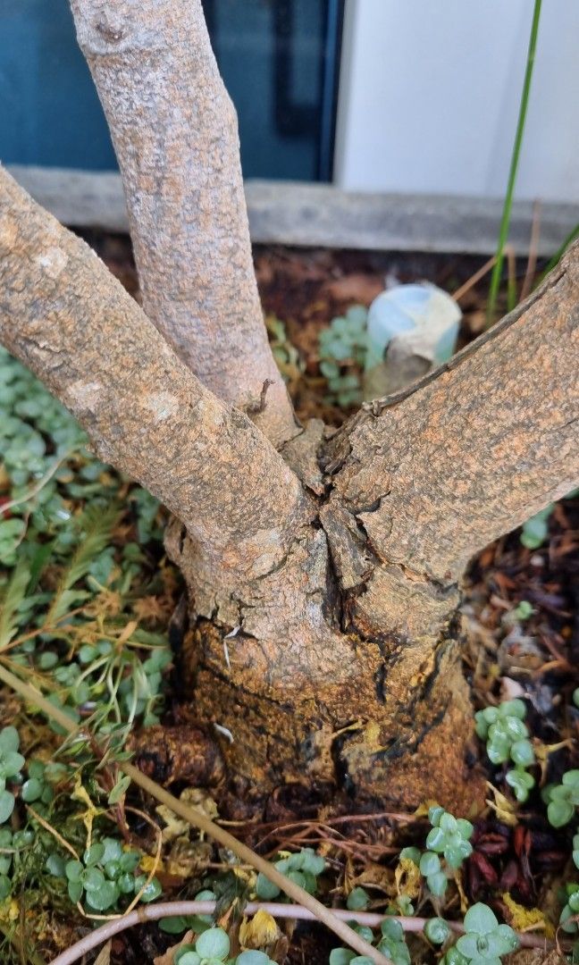 Everfresh tree (pithecellobium confertum) on Carousell