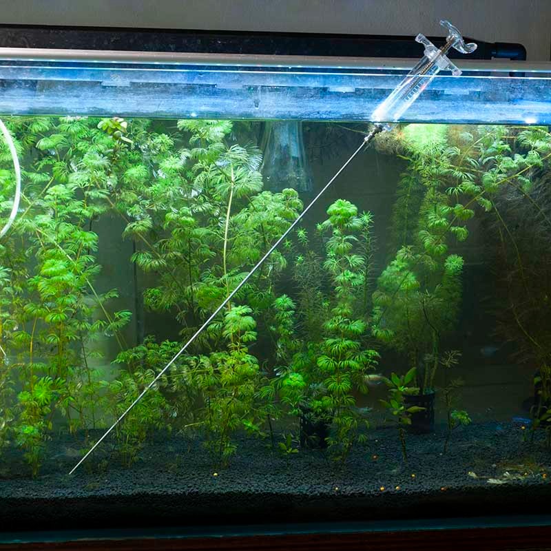Fertilizer injector with Syringe needle for aquarium tank, Pet Supplies ...