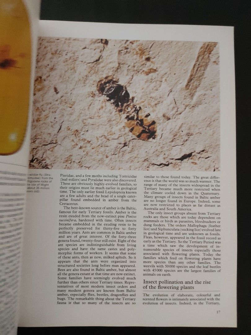 Insects: An illustrated survey of the most successful animals on Earth ...