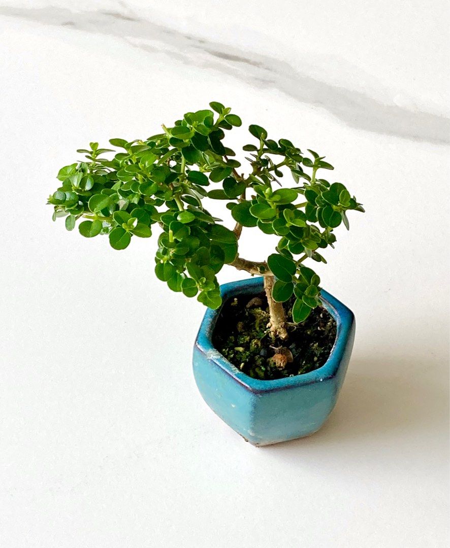 Mini Bonsai Premna Microphylla, Furniture & Home Living, Gardening ...