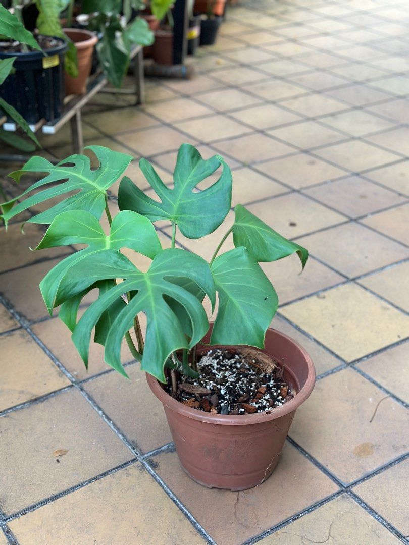 Monstera Brazil Common Form, Furniture & Home Living, Gardening, Plants ...