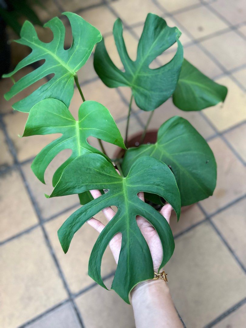Monstera Brazil Common Form, Furniture & Home Living, Gardening, Plants ...