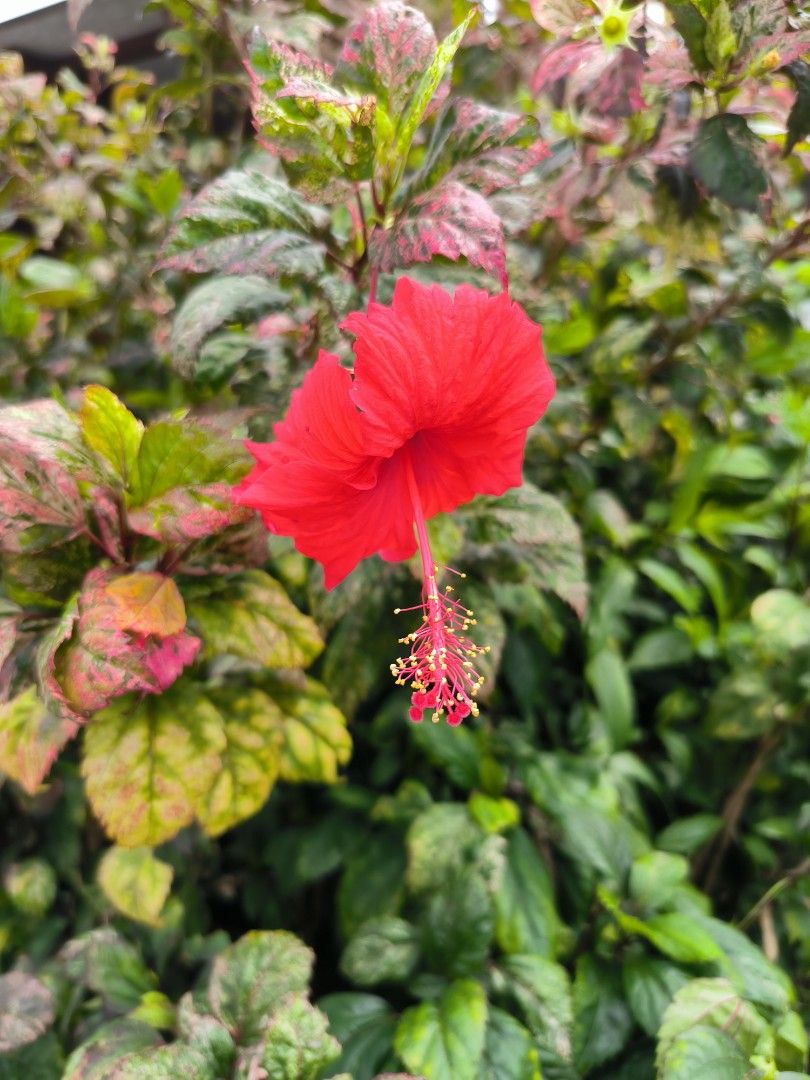 Pokok Bunga Raya / Hibiscus plant with Variegated Leaves, Furniture ...