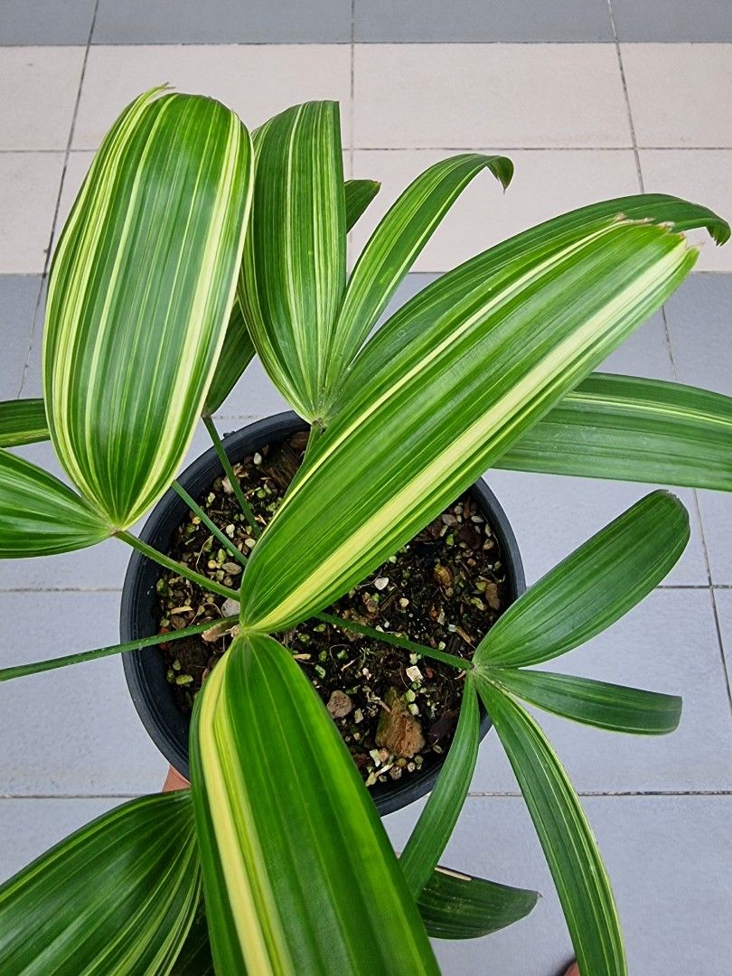 Rhapis Excelsa Variegated |variegated finger palm, Furniture & Home ...