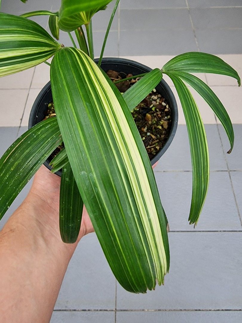 Rhapis Excelsa Variegated |variegated finger palm, Furniture & Home ...