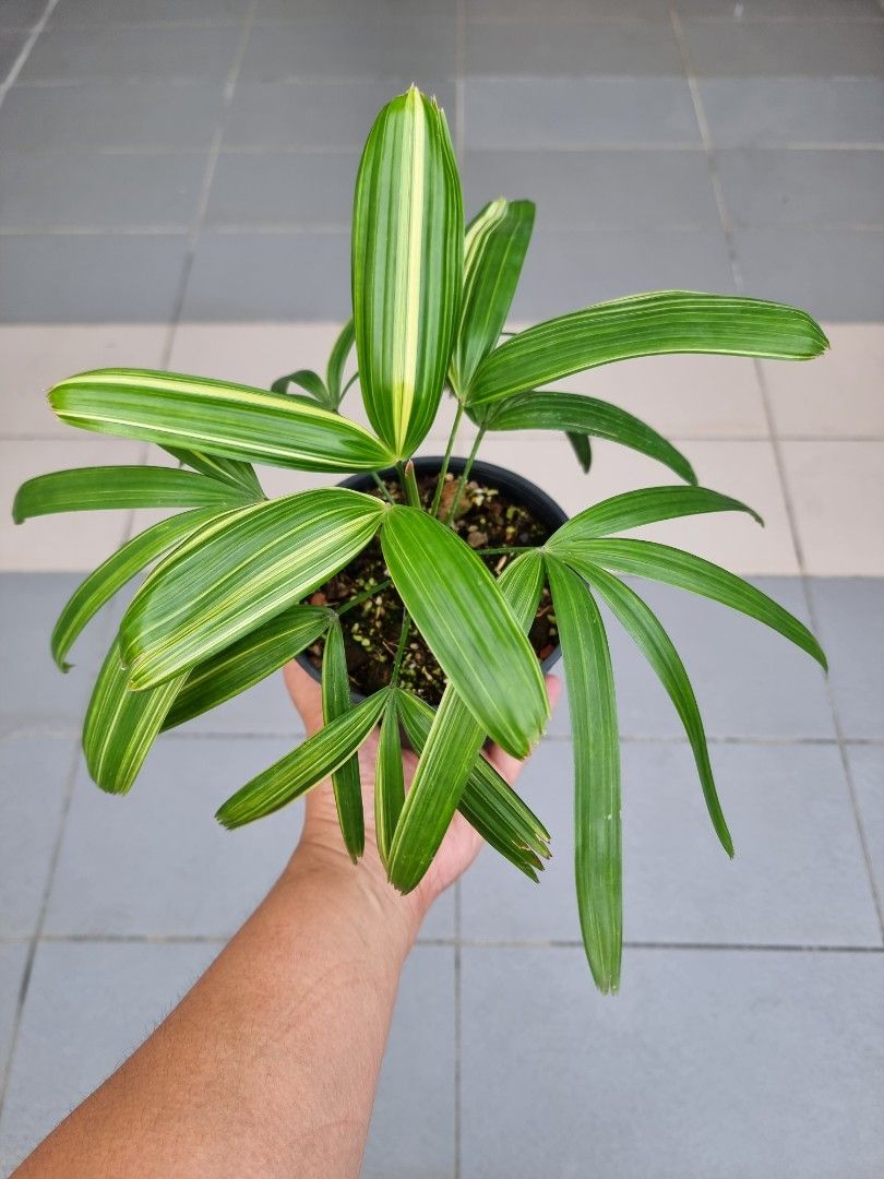 Rhapis Excelsa Variegated |variegated finger palm, Furniture & Home ...