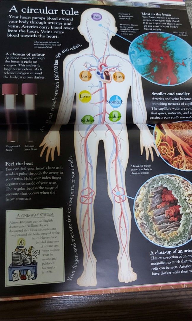 DK - HUMAN BODY Book, Hobbies & Toys, Books & Magazines, Children's ...